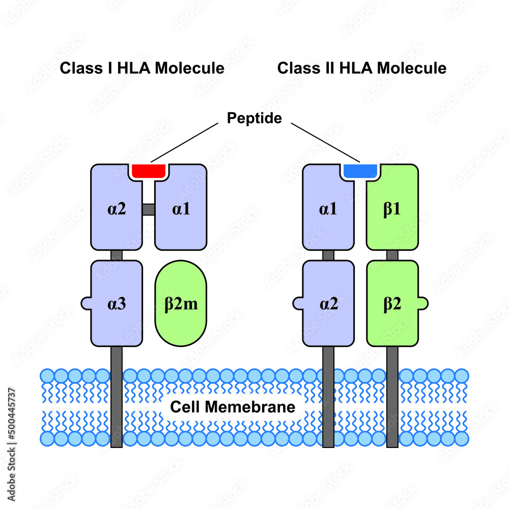 Scientific Designing of HLA Class I And Class II Molecules. The Major ... Scientific Designing of HLA Class I And Class II Molecules. The Major ...
