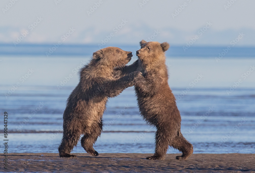 Dancing grizzly bear cubs Stock Photo | Adobe Stock