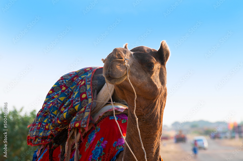 Camel with traditioal dress, is waiting for tourists for camel ride at ...