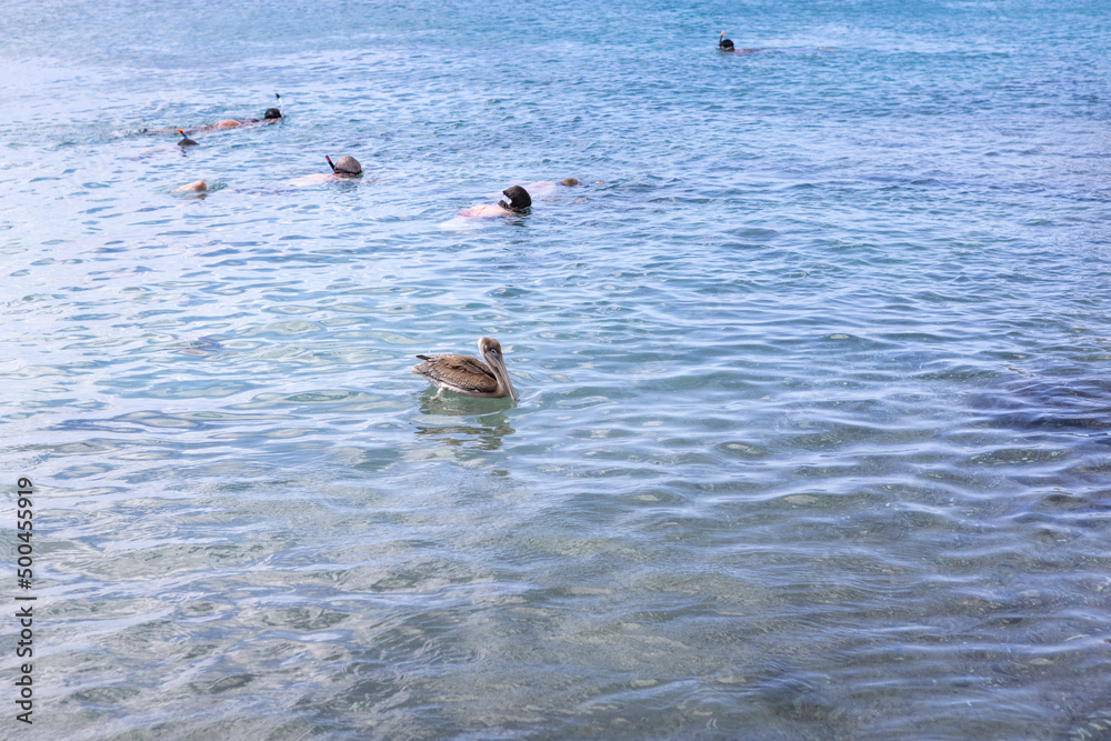 Snorkeling with sea turtles and pelicans at Playa Grandi (Playa Piscado ...