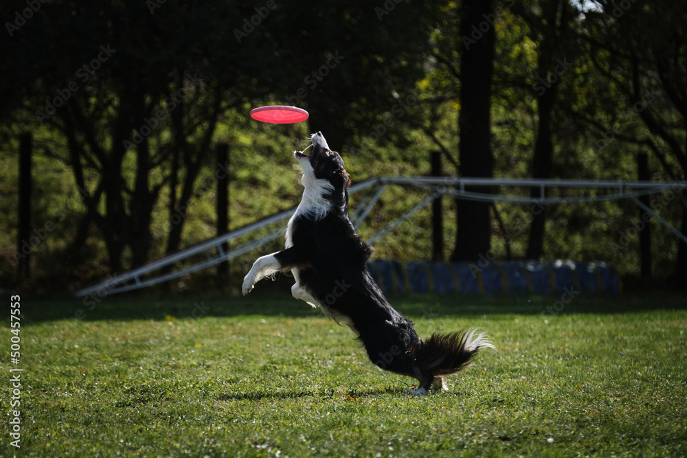 Dog frisbee. Competitions of dexterous dogs. Border collie black ...