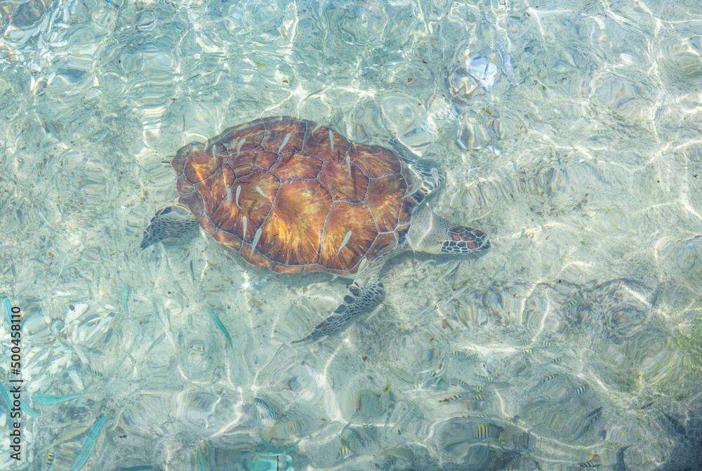 Green sea turtle swimming in the shallow water at Playa Grandi (Playa ...