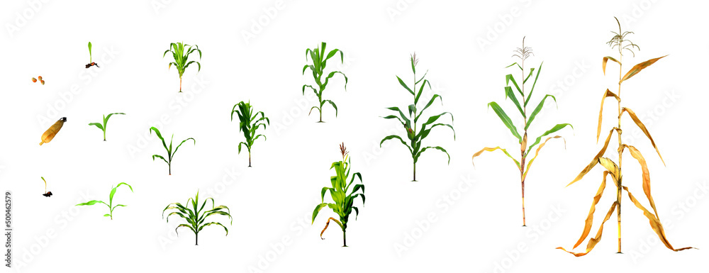 realistic corn planting process illustration in design to the first ...