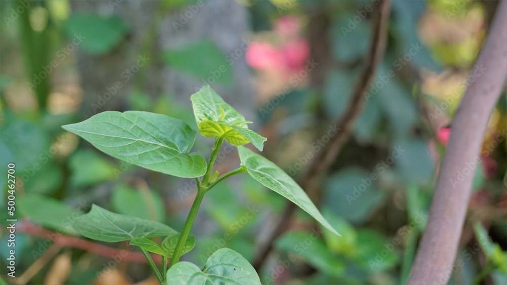 Green leaves of Asystasia gangetica also known as Chinese violet ...