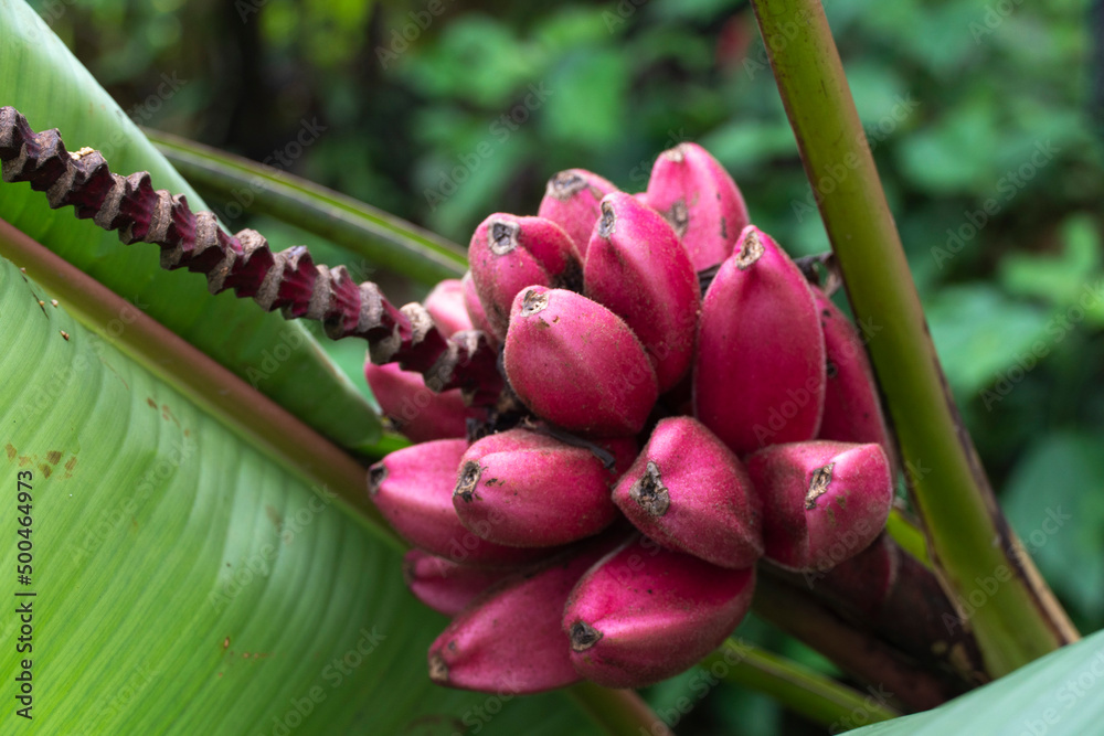 Musa velutina, el banano peludo o banano rosa, es una especie diploide ...