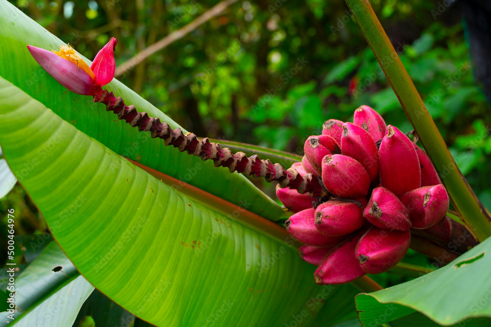 Foto de Musa velutina, el banano peludo o banano rosa, es una especie ...