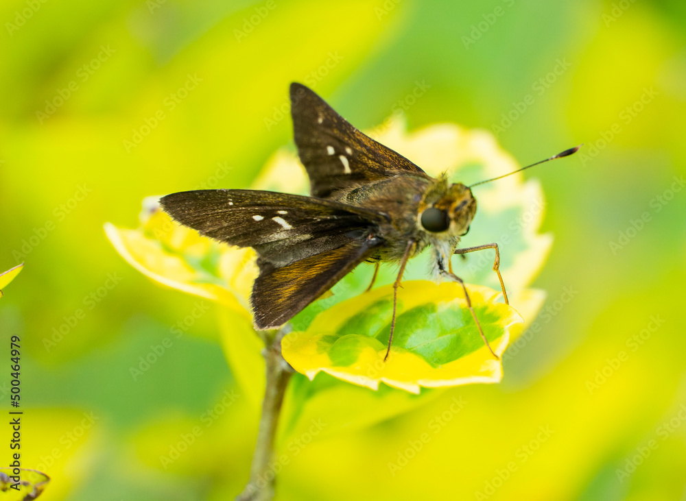 Pompeius verna, la pequeña ala de cristal, es una especie de mariposa ...