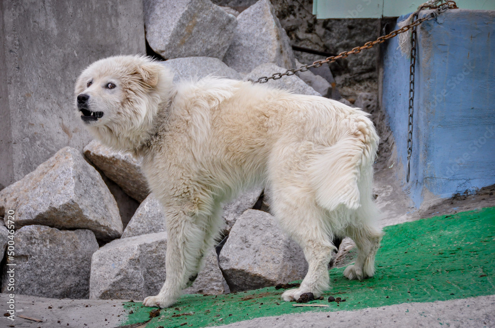 Foto de The white dog was chained up. Aggressive dog shows dangerous ...