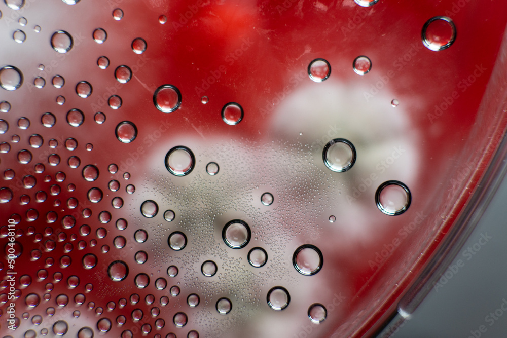 study of mold and bacteria in a petri dish with red agar. Mold spores ...