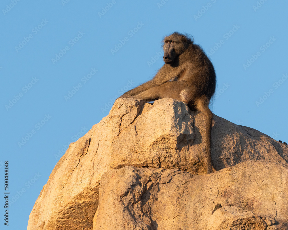 Baboon on a rock lookout in Kruger National Park, Limpopo Province ...