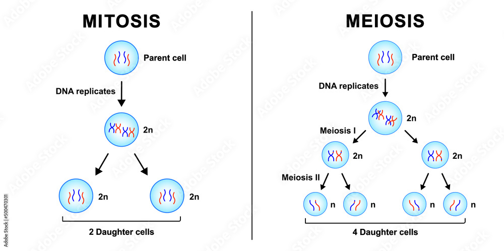 Plakat Scientific Designing Of Differences Between Mitosis And Meioisis ...