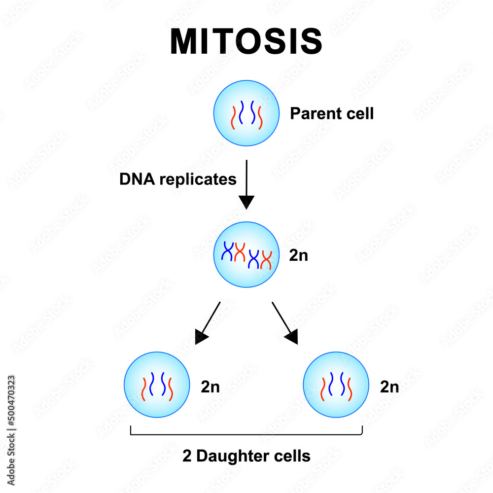 Scientific Designing Of Mitosis Process. Colorful Symbols. Vector ...
