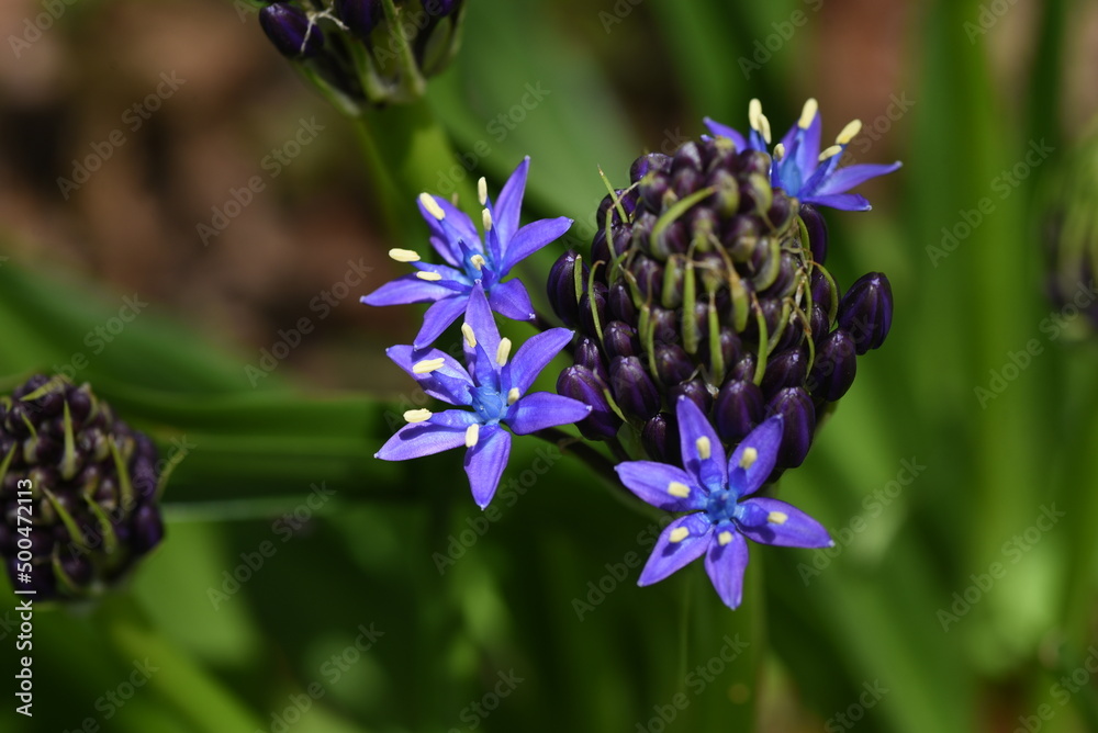 Cuban lily (Scilla peruviana) flowewrs. Asparagaceae perennial plants ...