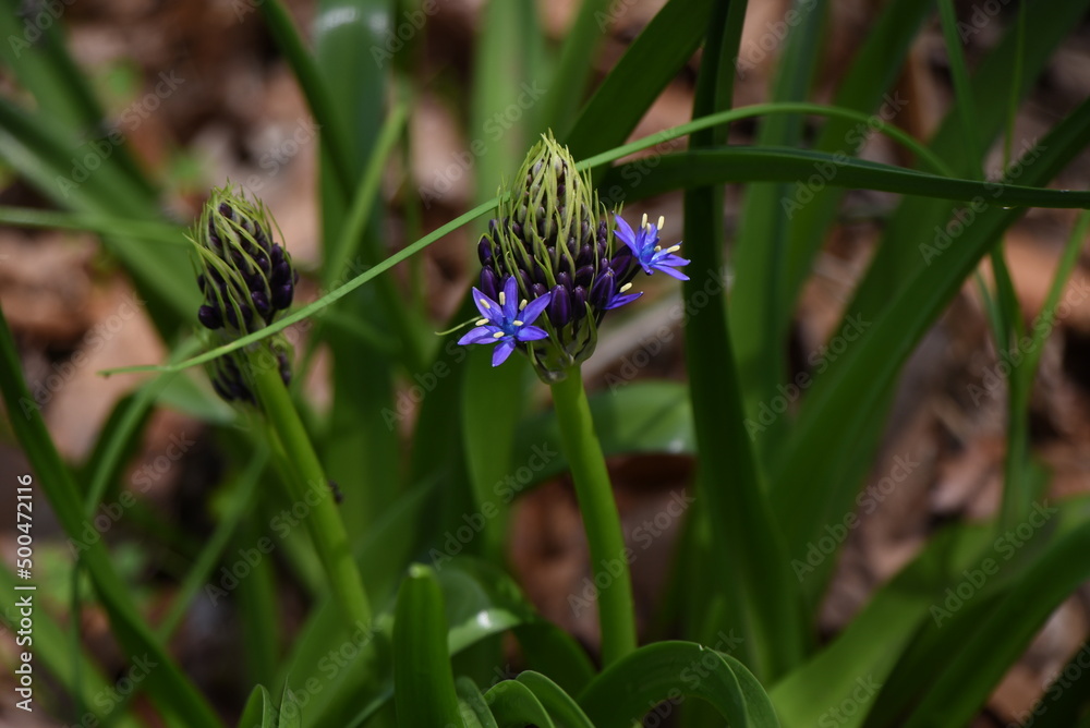 Cuban lily (Scilla peruviana) flowewrs. Asparagaceae perennial plants ...
