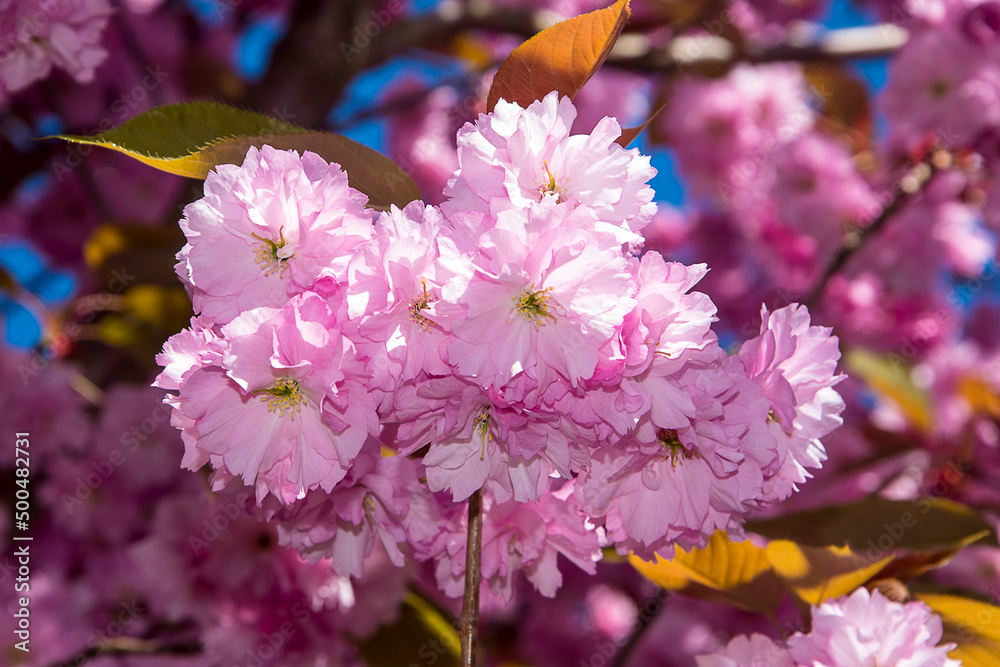 The double blossom cherry tree is an ornamental tree that is a ...
