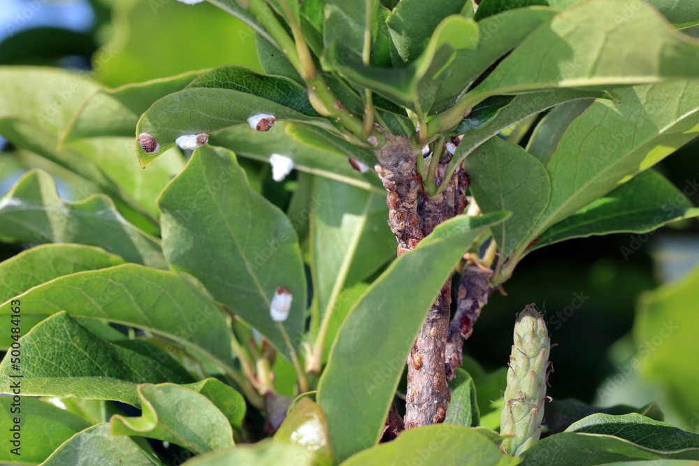 Scale insects (Coccidae) on a magnolia in the garden. They are ...