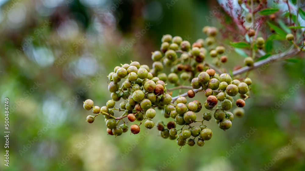 Lawsonia inermis, also known as Hina, the henna tree, the mignonette ...