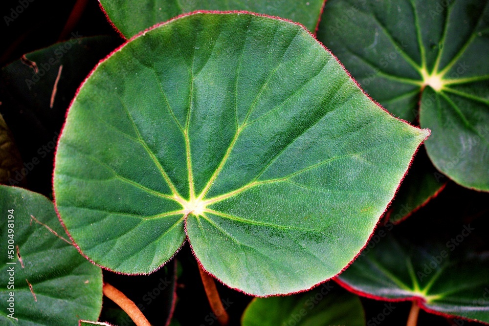 Painted Leaf red foliage King Begonia ,Painted Begonia ,Hybrid Rex ...