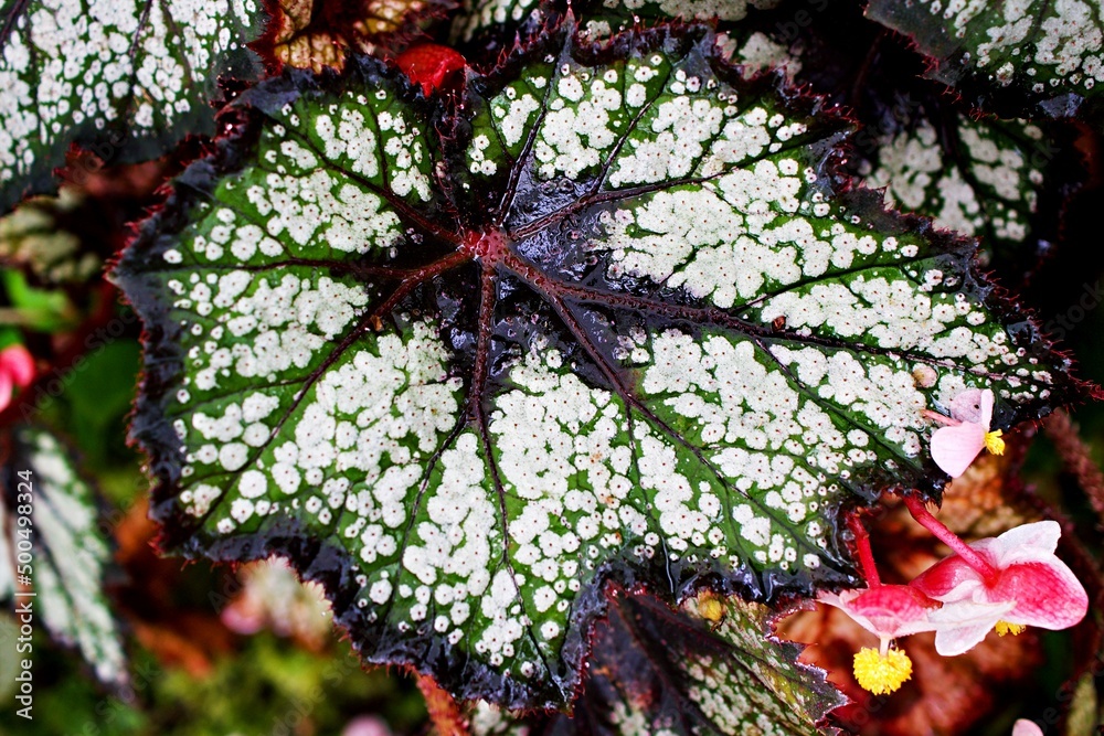 Closeup Painted-leaf foliage begonia flower plants for leaves ...