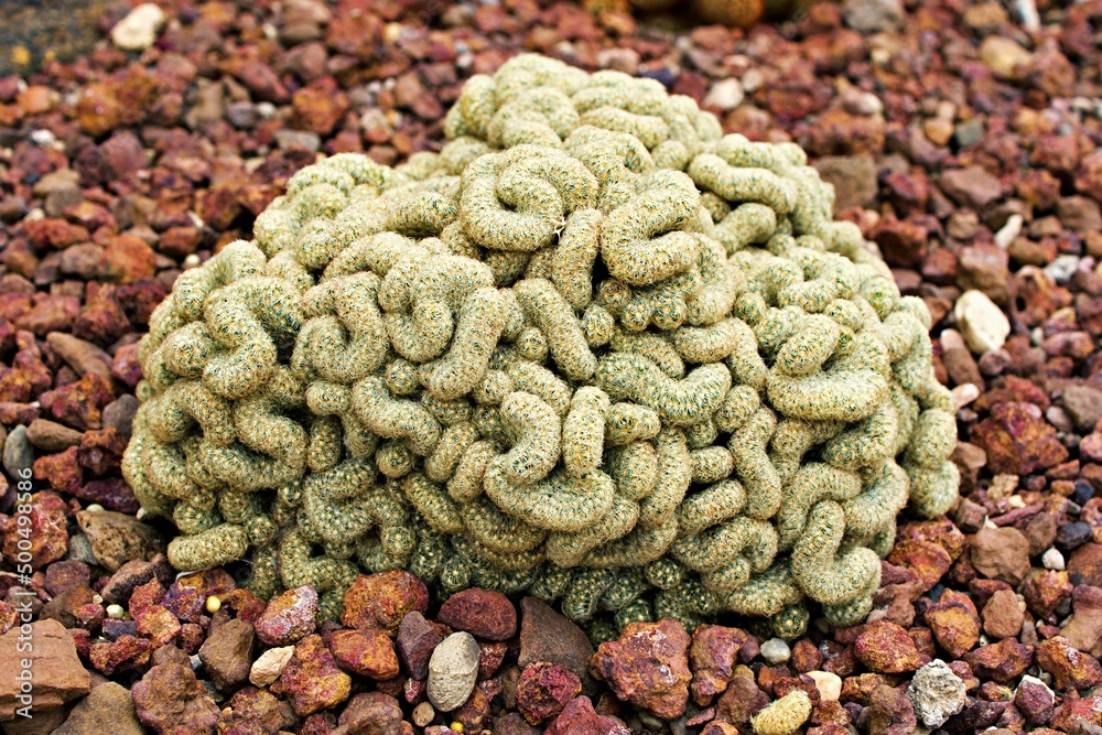 Macro cactus Mammillaria elongata rubra copper King ,Gold lace Cactus ...