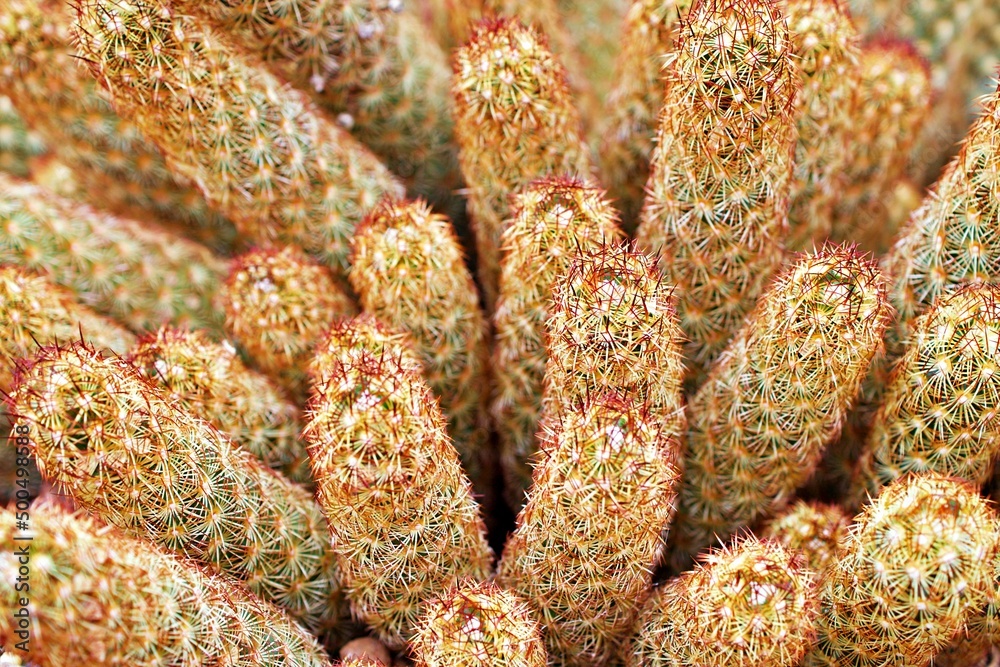 Macro cactus Mammillaria elongata rubra copper King ,Gold lace Cactus ...