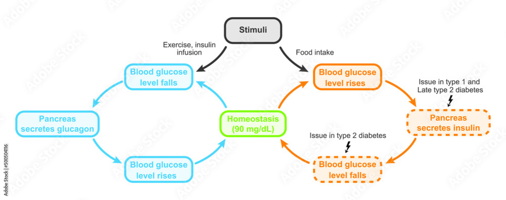 Scientific Designing of Blood Sugar Regulation. Insulin And Glucagon ...
