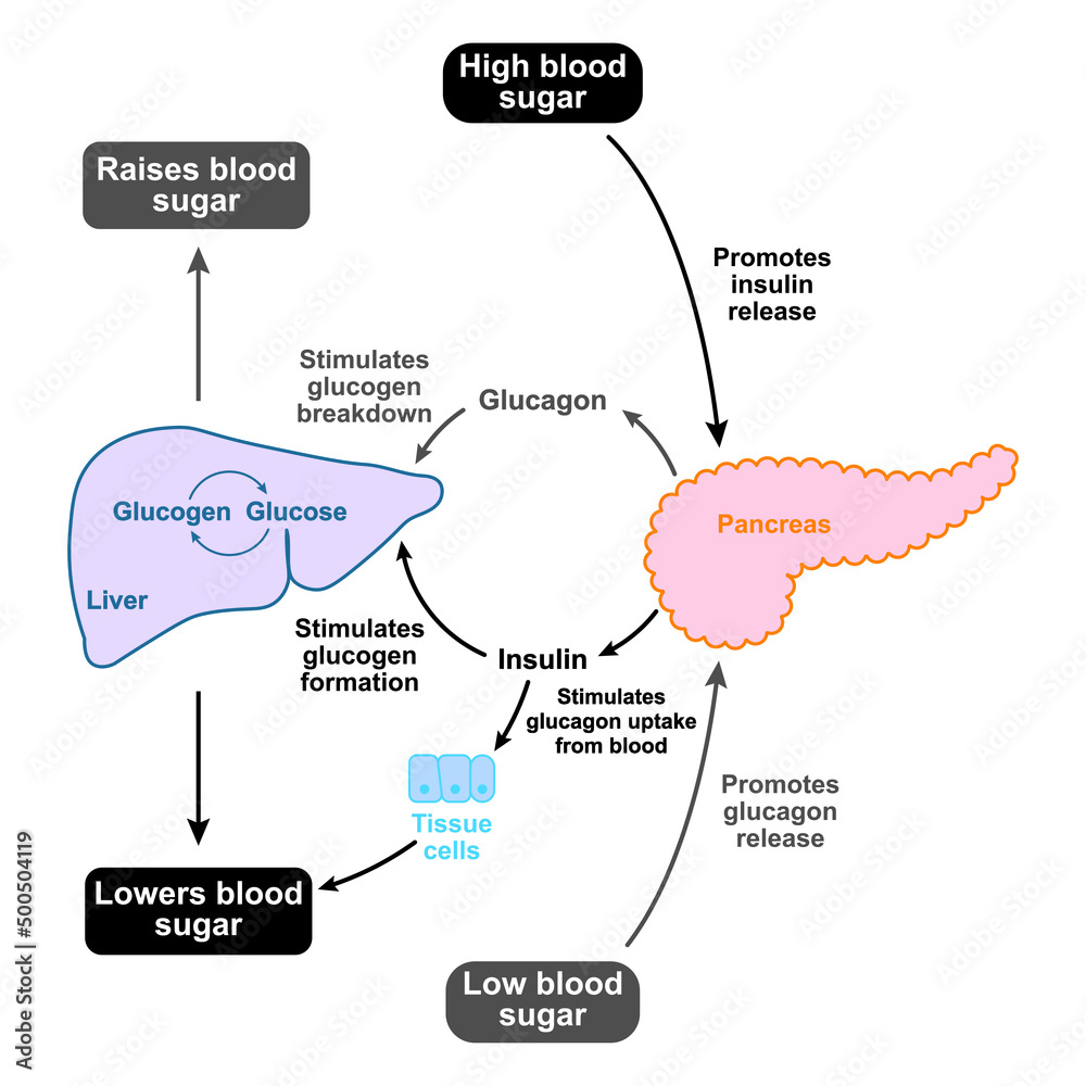 Scientific Designing of Blood Sugar Regulation. Insulin And Glucagon ...