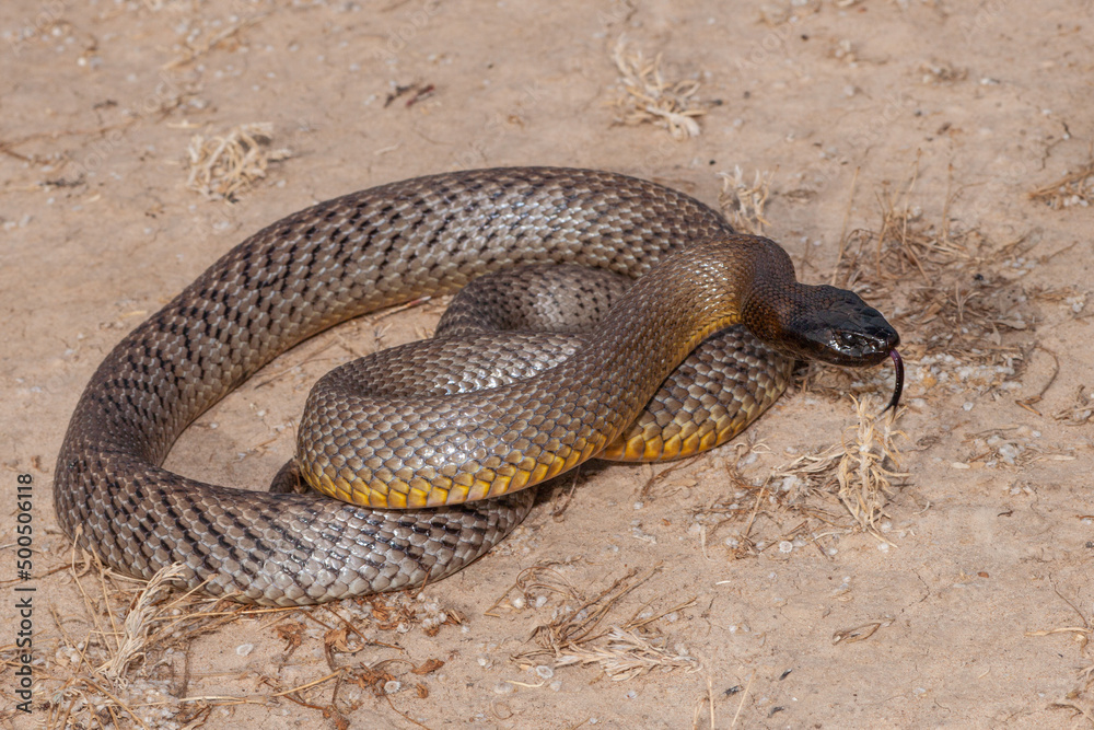 Western Taipan Queensland Museum