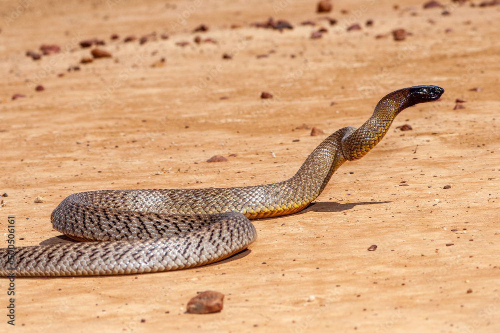 Western Taipan