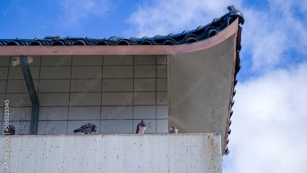 Arched Roofline in the Style of Asian Architecture with Pigeons ...