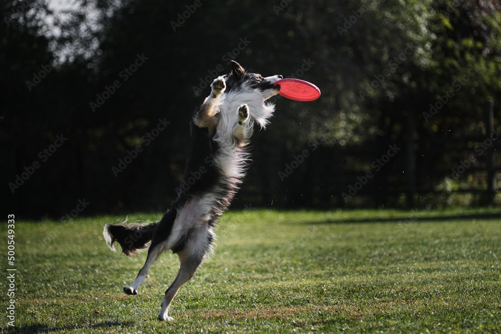 Dog frisbee. Competitions of dexterous dogs. Border collie black ...