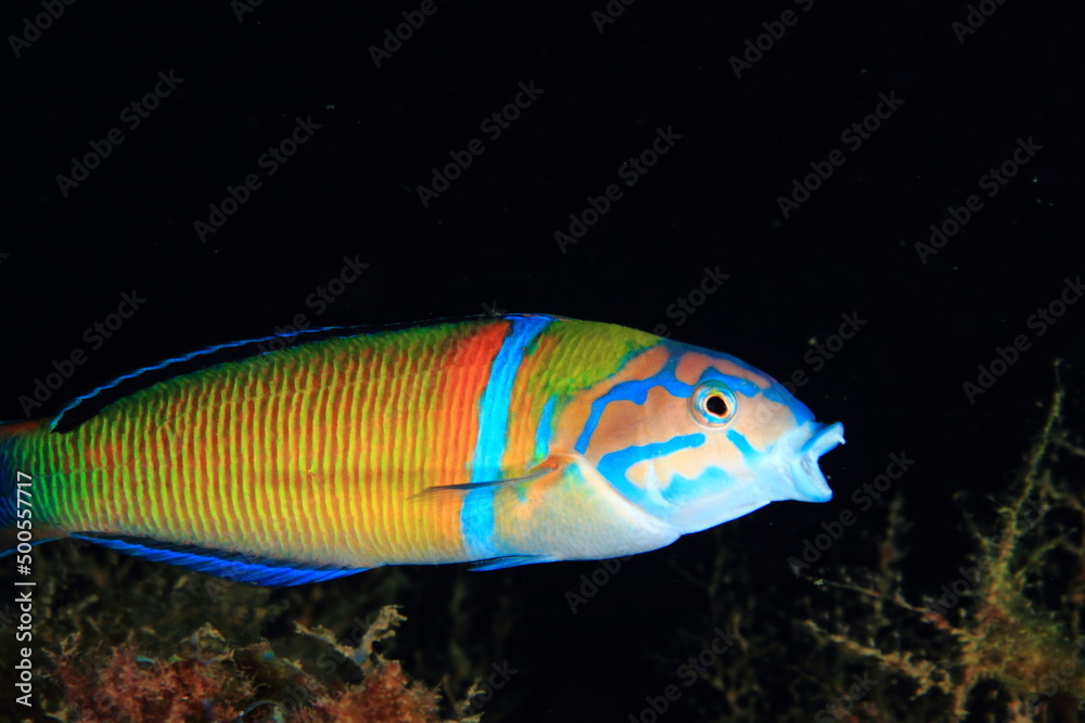 Nice fish of striking colors swimming placidly with the black ...