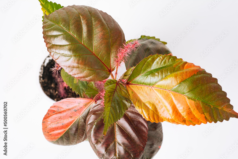 Green variegated plant Acalypha wilkesiana Musaica on white background ...