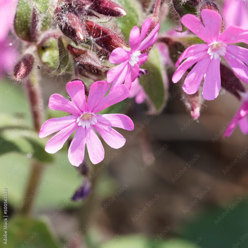 Stockfoto Spring bloom of abundant flowers of silene dioica or red ...