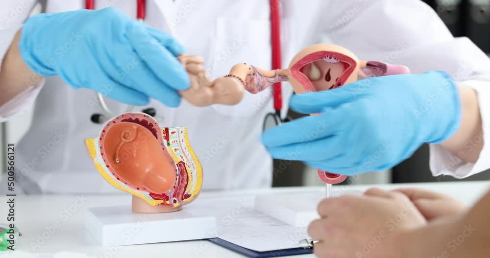 Gynecologist shows woman structure of uterus and fetus of child on ...