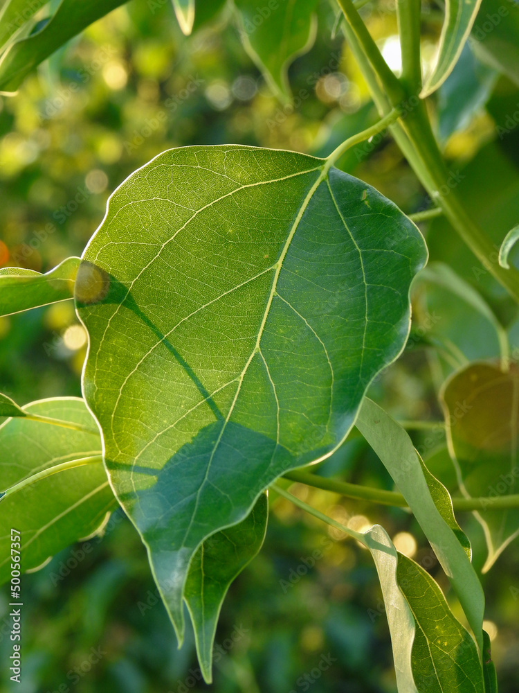 A close up shot of camphor laurel leaves. Cinnamomum camphora is a ...