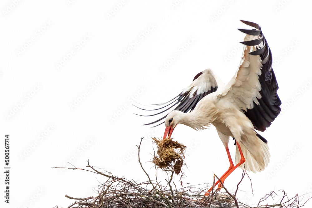 Der Weißstorch (Ciconia ciconia), auch Klapperstorch genannt Stock ...