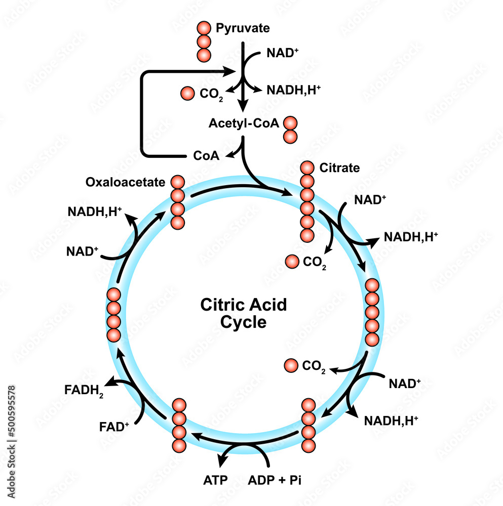 Simple Illustration Of Citric Acid Cycle Diagram Krebs Cycle Labeled Scheme Colorful Symbol