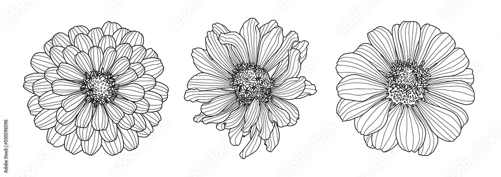 Three drawings of Zinnia flower isolated on white backdrop. Element for ...