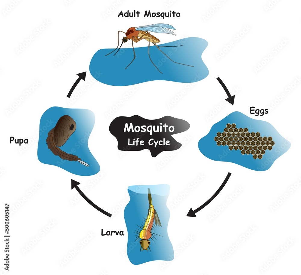 Mosquito Life Cycle Infographic Diagram showing different phases and ...