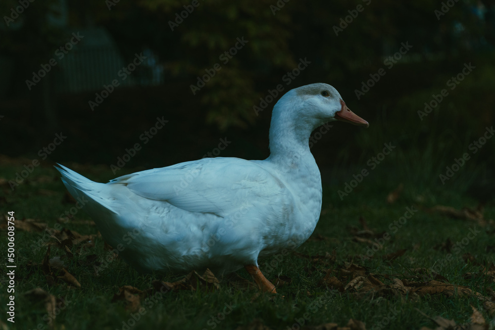 Pato blanco único en su especie, entorno del pato en la ciudad, aves en ...