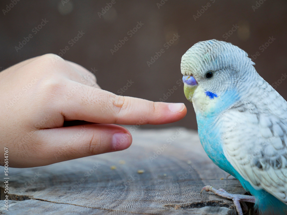 Finger of child point to the budgie bird. Stock Photo | Adobe Stock