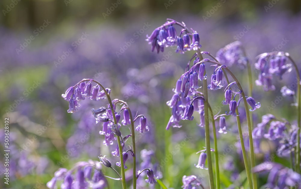 Bluebells growing wild underneath the trees in Adams Wood, located ...