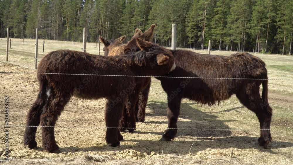 The Poitou donkeys - they for other donkey breeds distinguish their ...