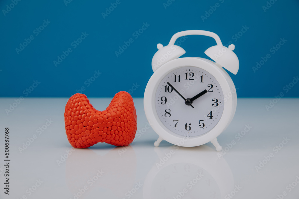 Time for health check up concept. Model of gland and alarm clock on ...