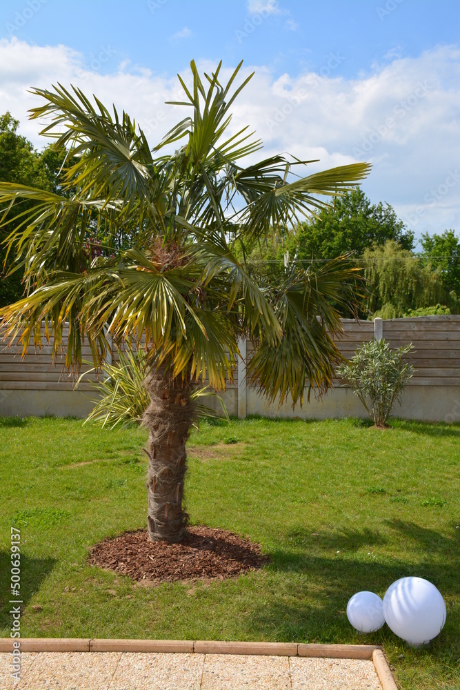 Foto de Palmier à chanvre - Trachycarpus fortunei do Stock | Adobe Stock