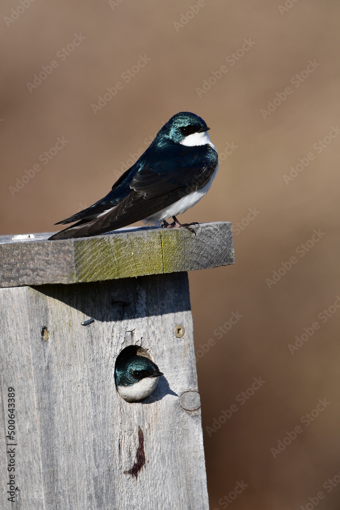 Spring scene of tree swallows investigating a birdhouse for nesting ...