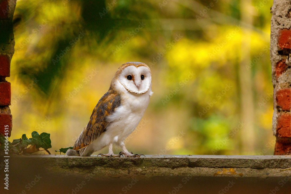 Owl in window. Barn owl, Tyto alba, perched in brick window. Beautiful ...