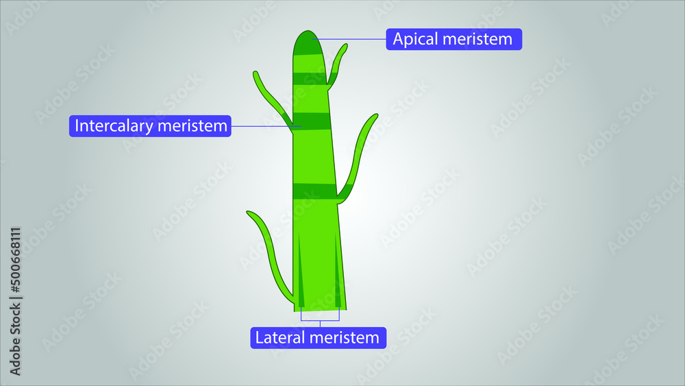 meristematic tissues have intercellular space, The cells present in ...