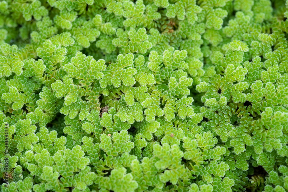 Mosquito fern used as fertilizer Stock Photo | Adobe Stock